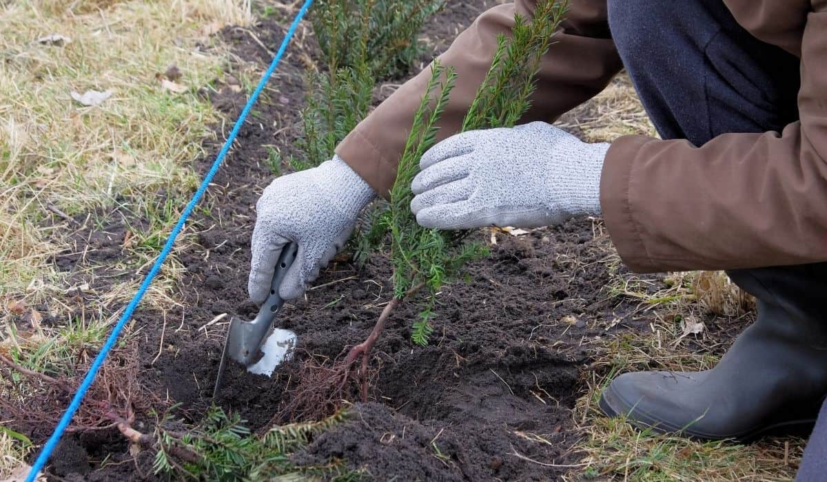 Kuuseheki istutamise põhimõtted - RSL Haljastus